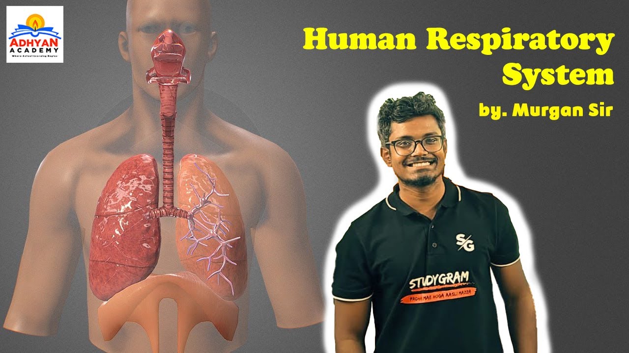Breathe Easy: Exploring the Wonders of the Human Respiratory System ...