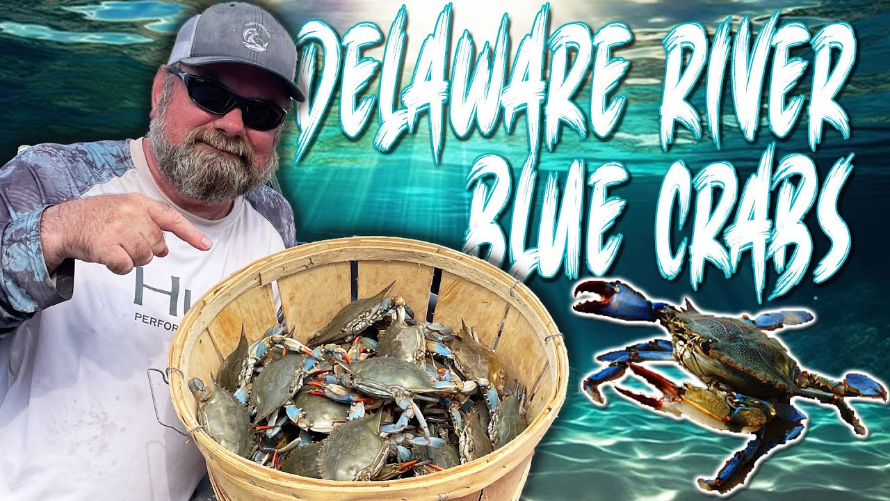 Blue crabbing in Delaware river - YouTube