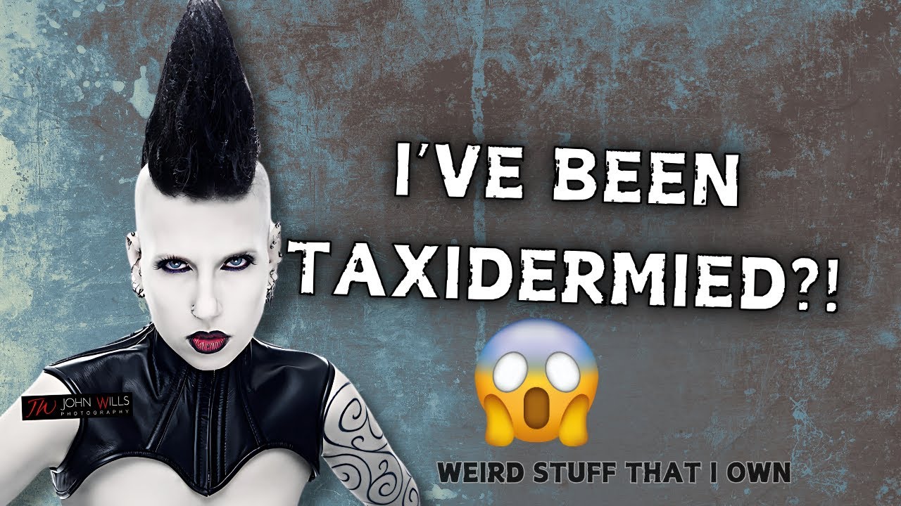 I've Been Taxidermied?! | Weird Stuff That I Own| Madame Absinthe - YouTube