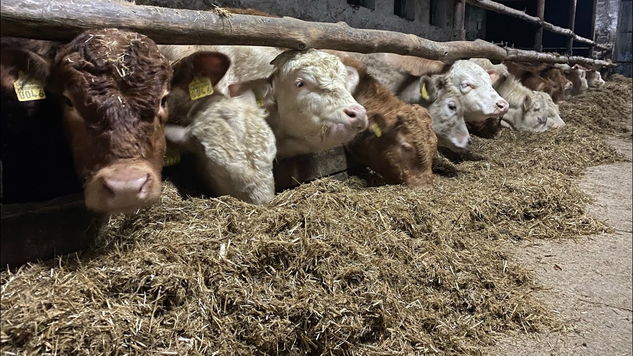 FEEDING CATTLE ON A POLISH FARM - YouTube