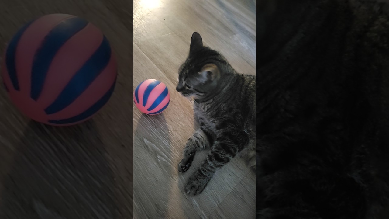 Ty Ty and Mama Cat say good morning - YouTube