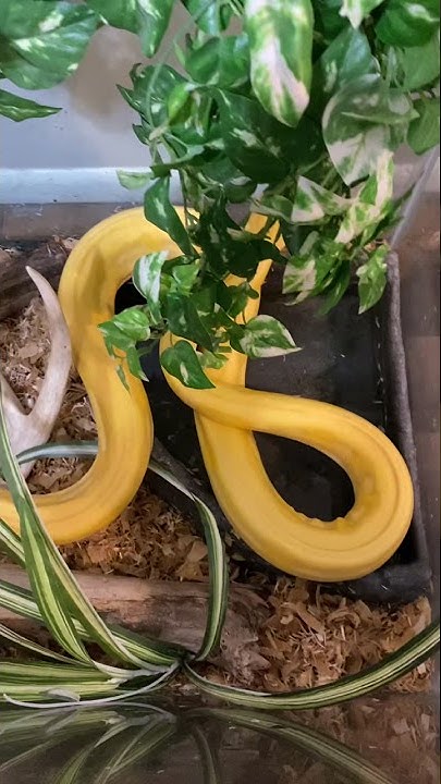 Reticulated Python *Enclosure Renovation* (Rescue) - YouTube