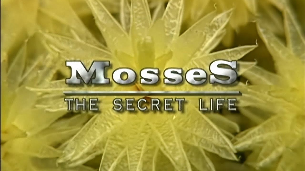 The secret life: Mosses Bryophyte life cycle (HD) - YouTube