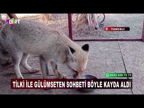 Tilki ile gülümseten sohbeti böyle kayda aldı