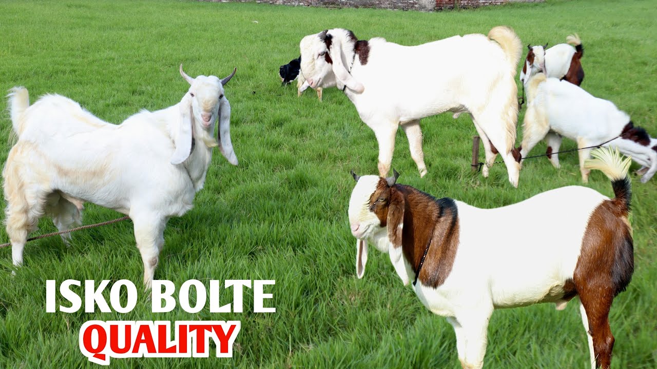 Isko Bolte Quality Kota Hansa Tar Gulabi At GK Goat Farm - YouTube