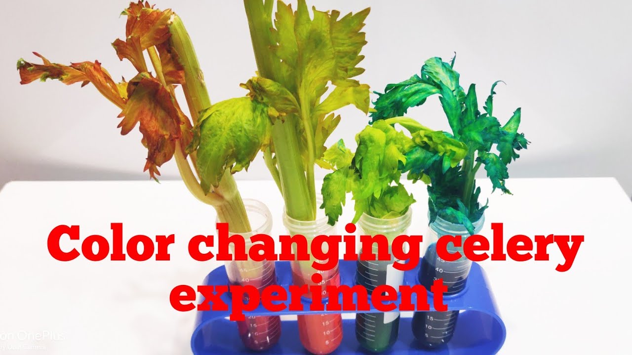 How to make color changing celery with the help of food colors # ...