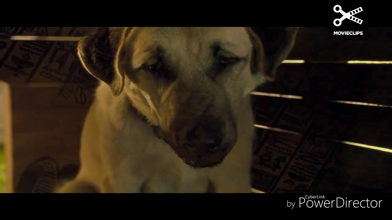 Dog and cat movie scene (history of cats) - YouTube