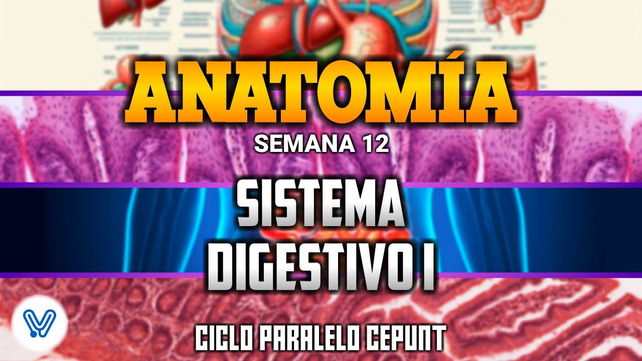 [ANATOMÍA] SISTEMA DIGESTIVO I | REPASO DE SISTEMA RESPIRATORIO ...