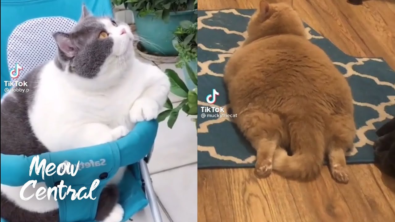 Chonky Cat | Best Cat Memes Compilation #7 - YouTube