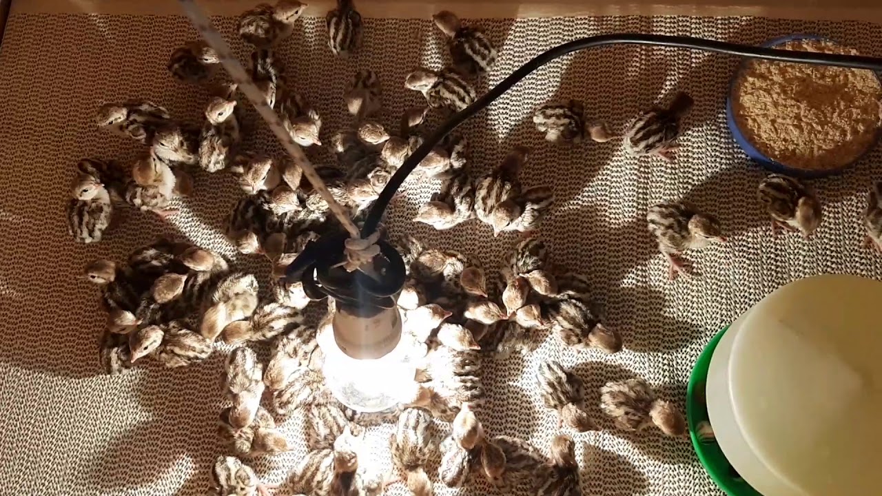 Chukar partridge chicks day old - YouTube