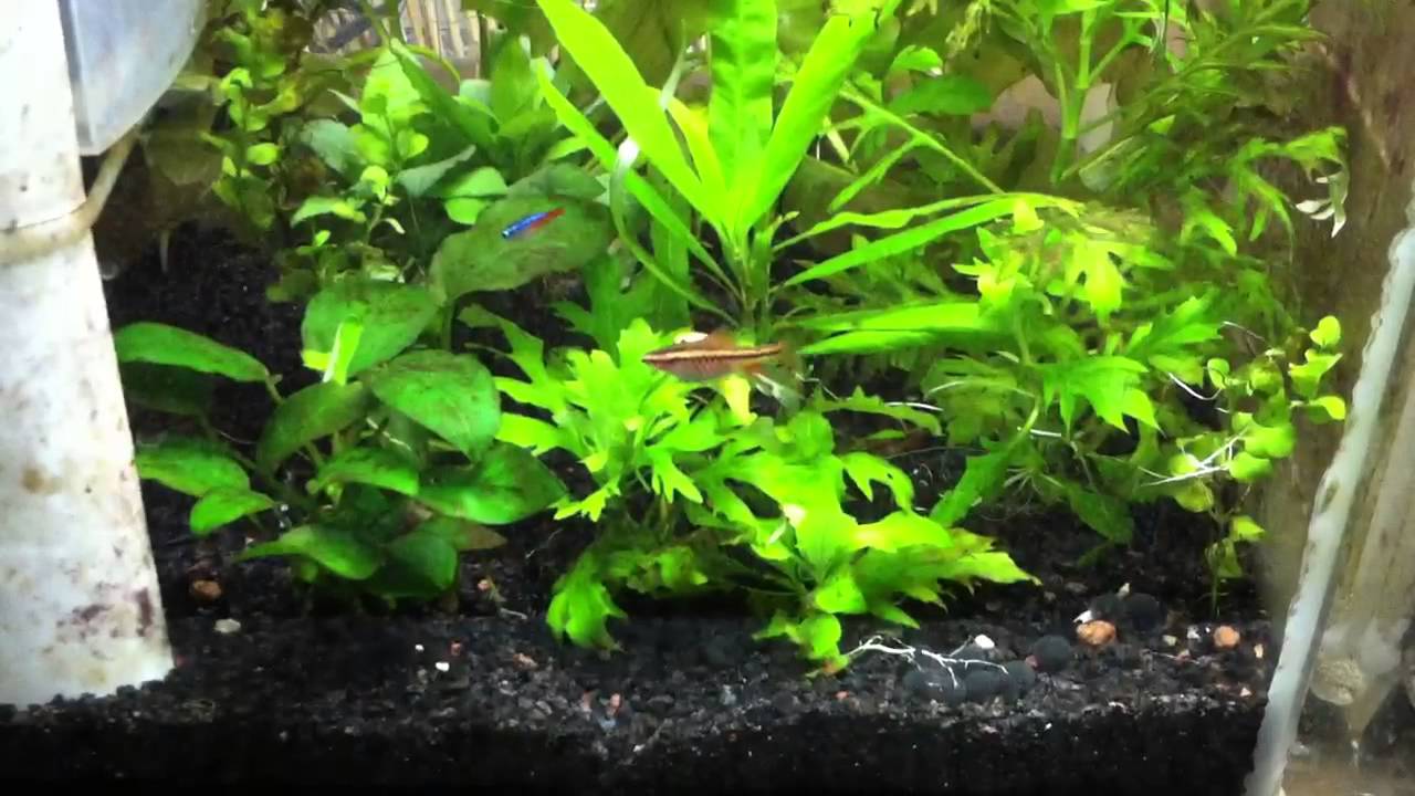 Refugium for freshwater - YouTube