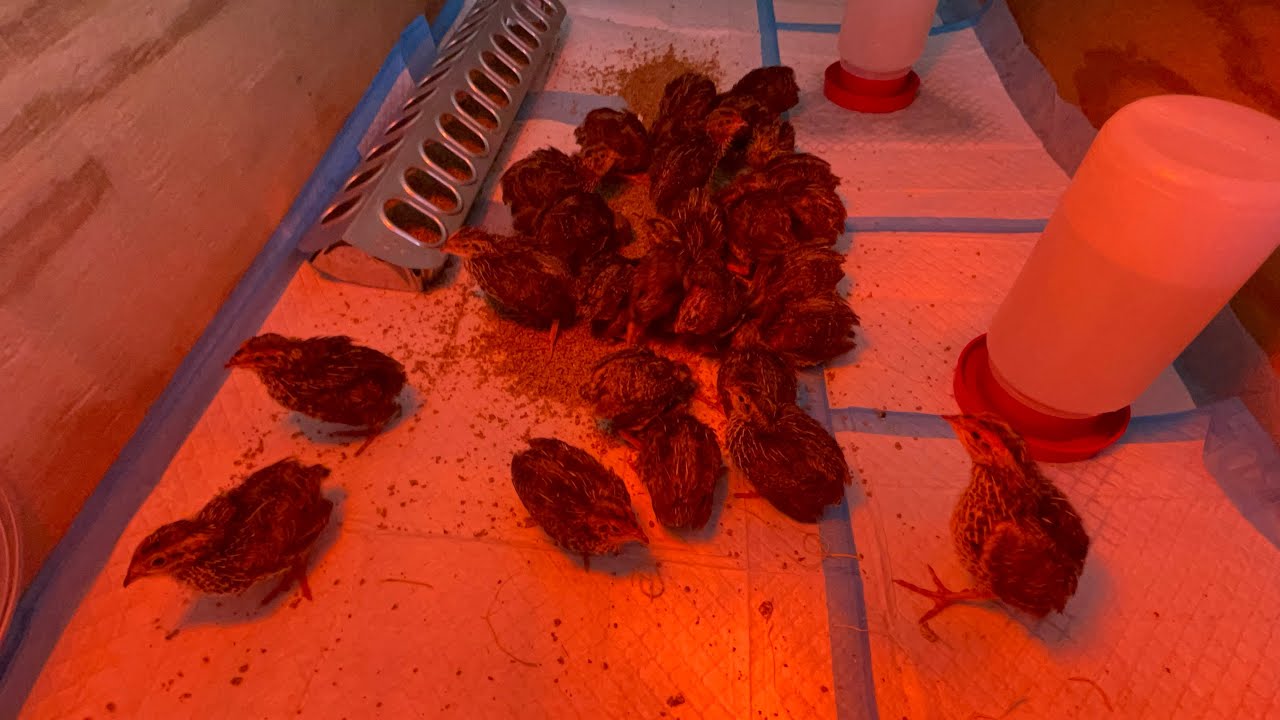 Quail chicks 1 week old - YouTube