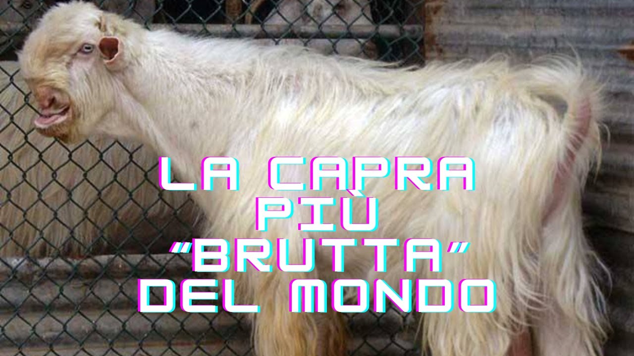 La capra di Damasco, la più originale al Mondo - YouTube