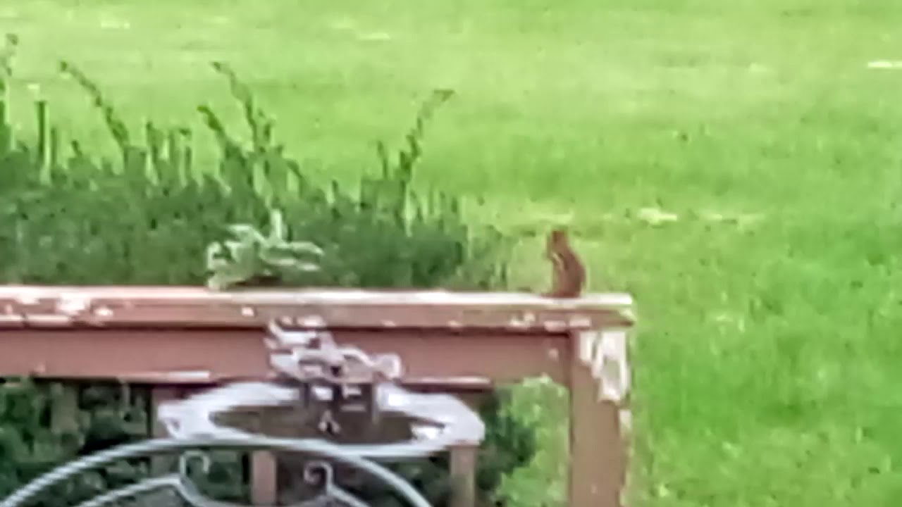 ALVIN & THE CHIPMUNKS CAUGHT LIVE IN REAL LIFE!!!!! - YouTube