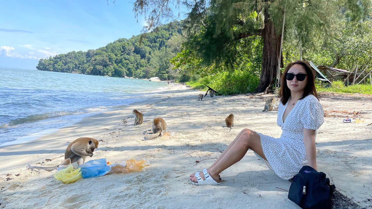 Wild Macaques on Monkey Beach, Penang - YouTube