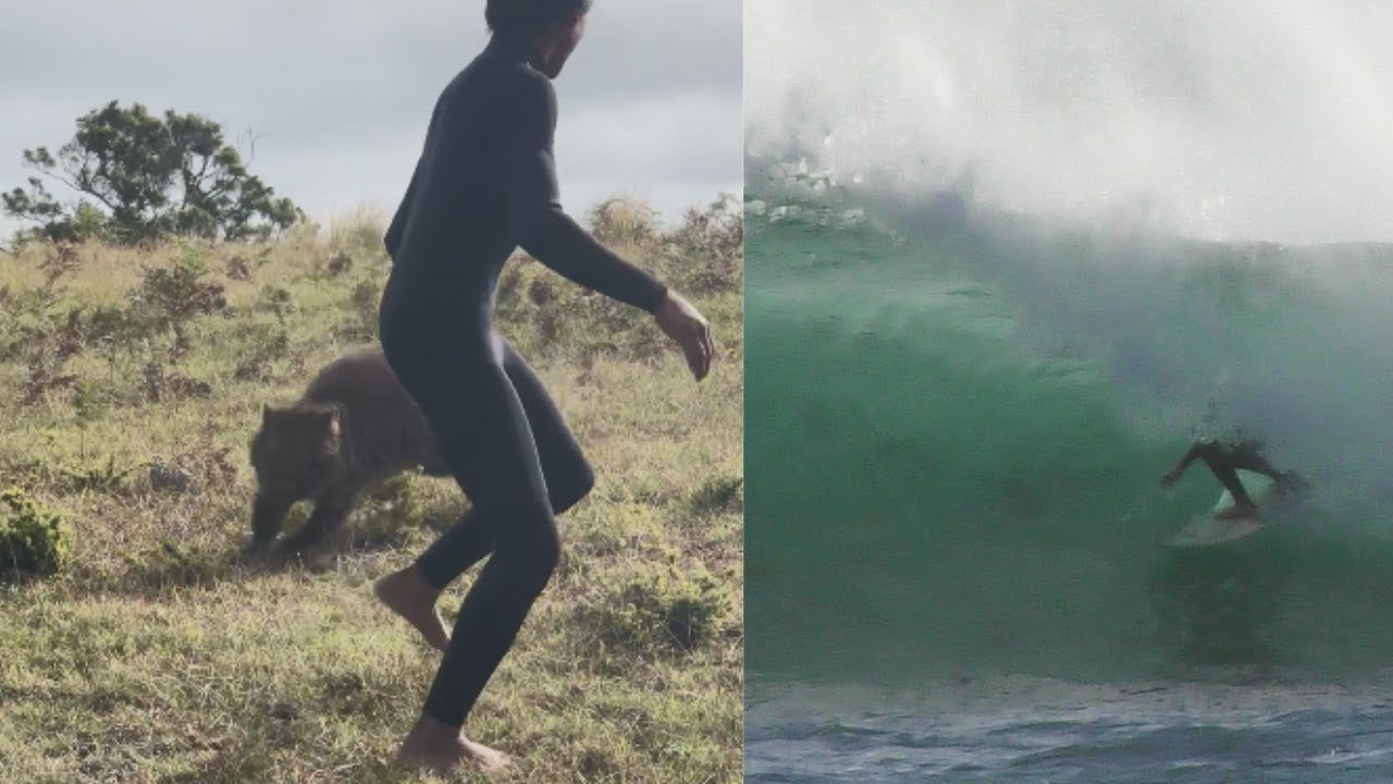 WOMBAT ATTACK AT LOCAL REEF BREAK!!! - YouTube