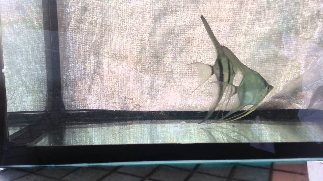 Henry Ng freshwater high fin blue angelfish. - YouTube