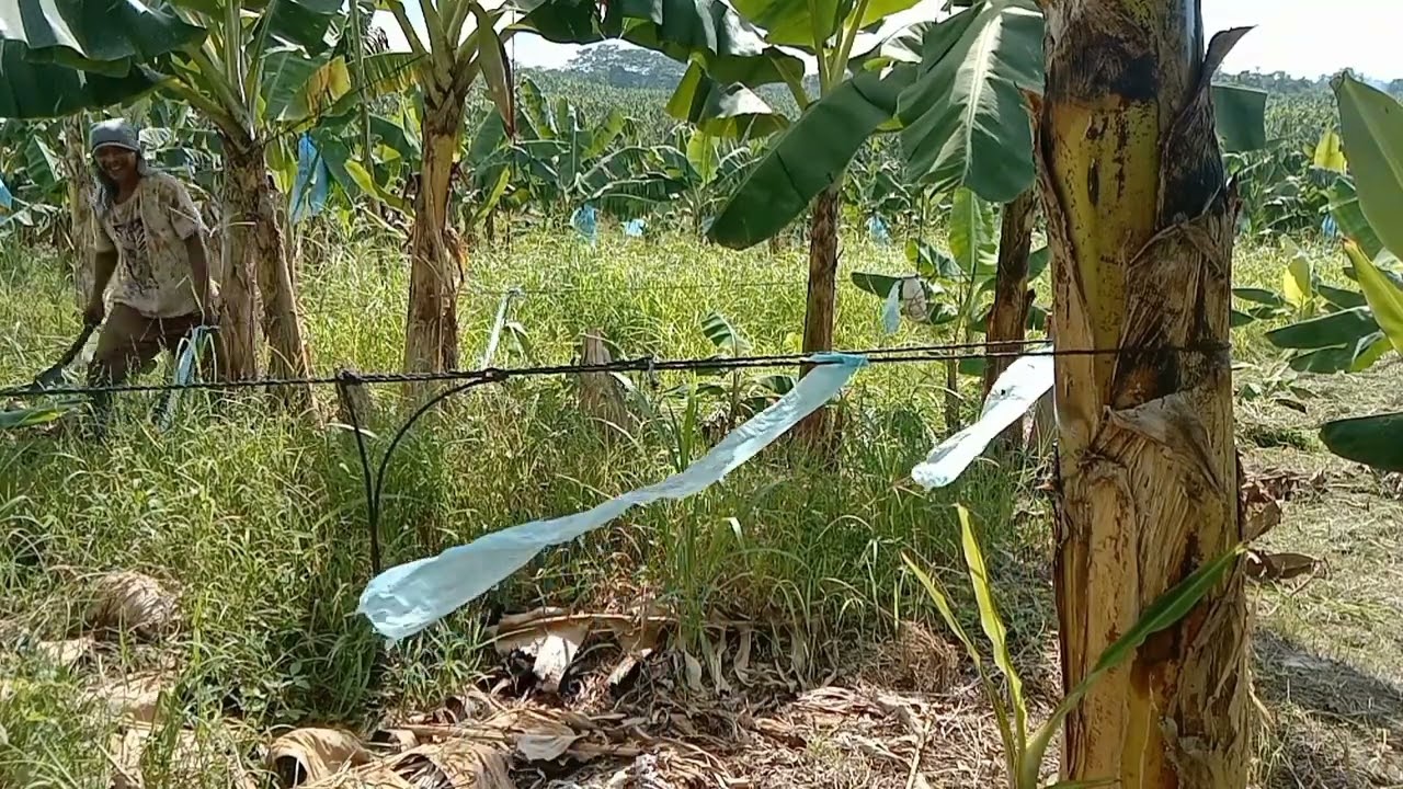 how to slashing or hagbas sa planting bananas - YouTube