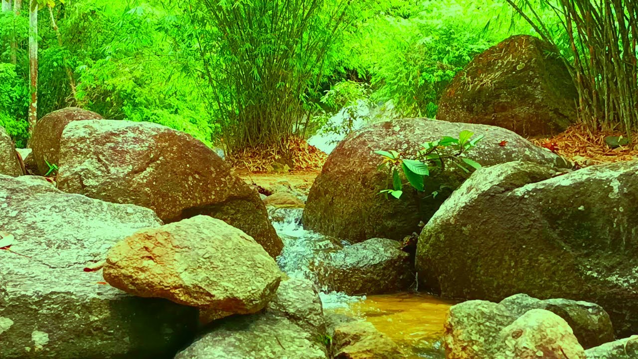GENTLE STREAM and SPECTACULAR BIRDSONG - Nature Relaxation Music. - YouTube
