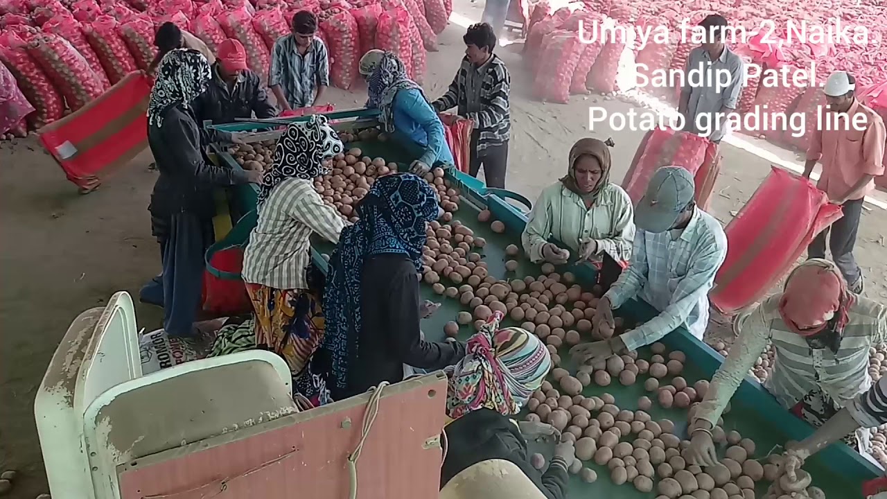 Potato grading line - YouTube