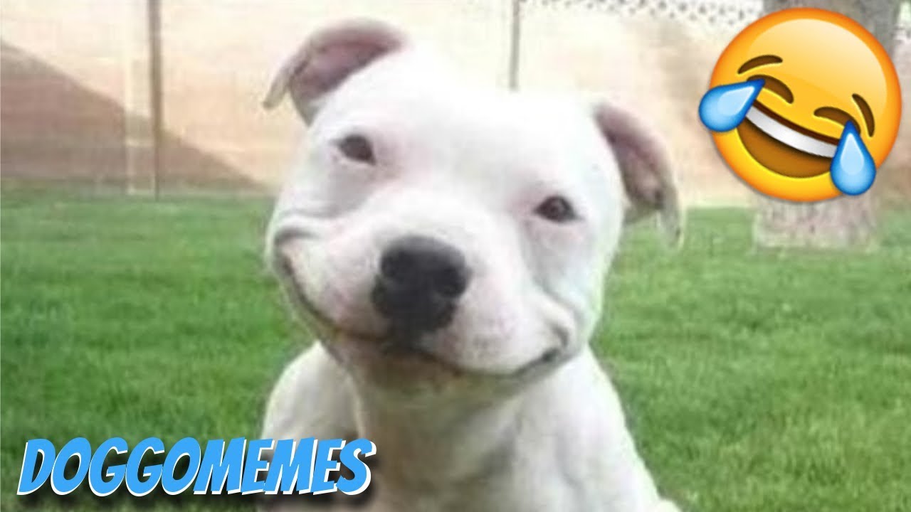 DE GRAPPIGSTE HONDEN FILMPJES!😂 - YouTube