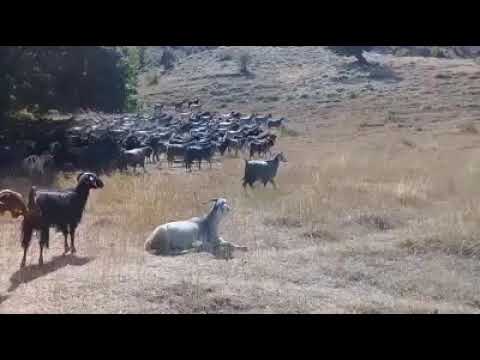 Bingöllü Çoban'a   kafa tutuyor ama bence  \