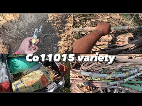 Co 11015 गन्ना वैरायटी की पहचान और काफ़ी मोटाई और काफ़ी ज़्यादा वजन ...
