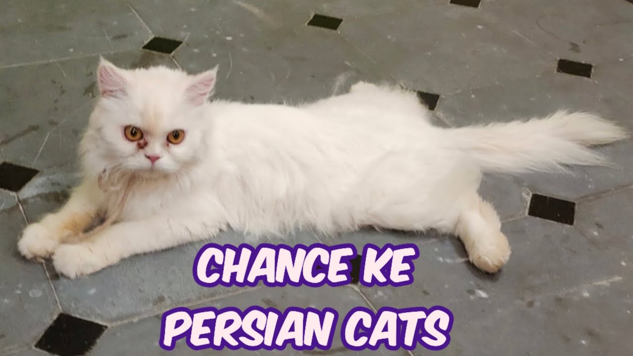chance ke cat's in Hyderabad Vattepally | chocolate point Persian cat ...
