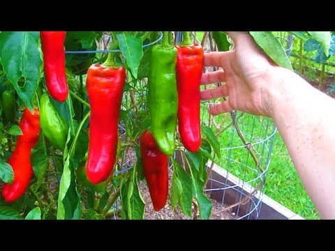August 29th Garden Harvest Update Melon Pepper Tomato Container ...