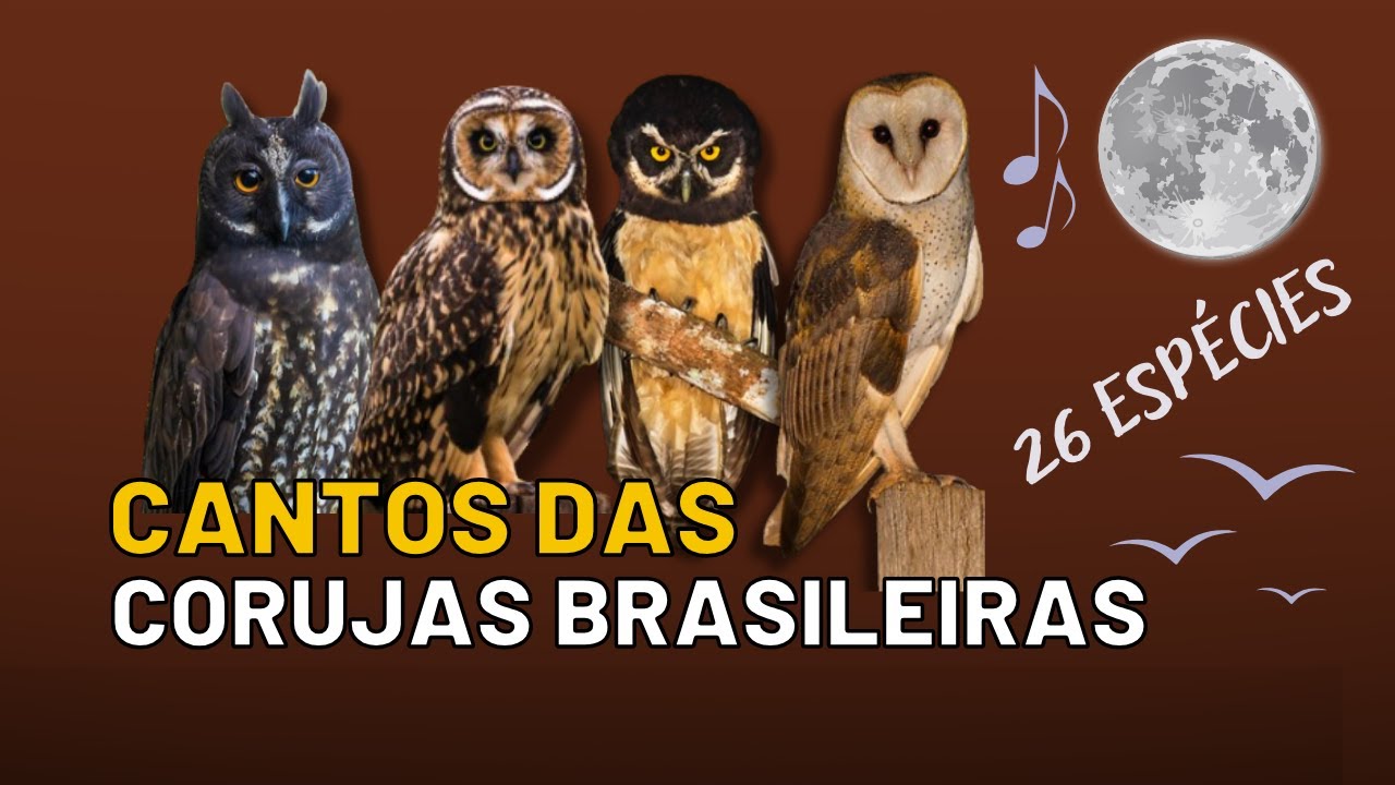 26 TIPOS de CORUJAS BRASILEIRAS? DESCUBRA QUAIS SÃO E CONHEÇA SEUS ...
