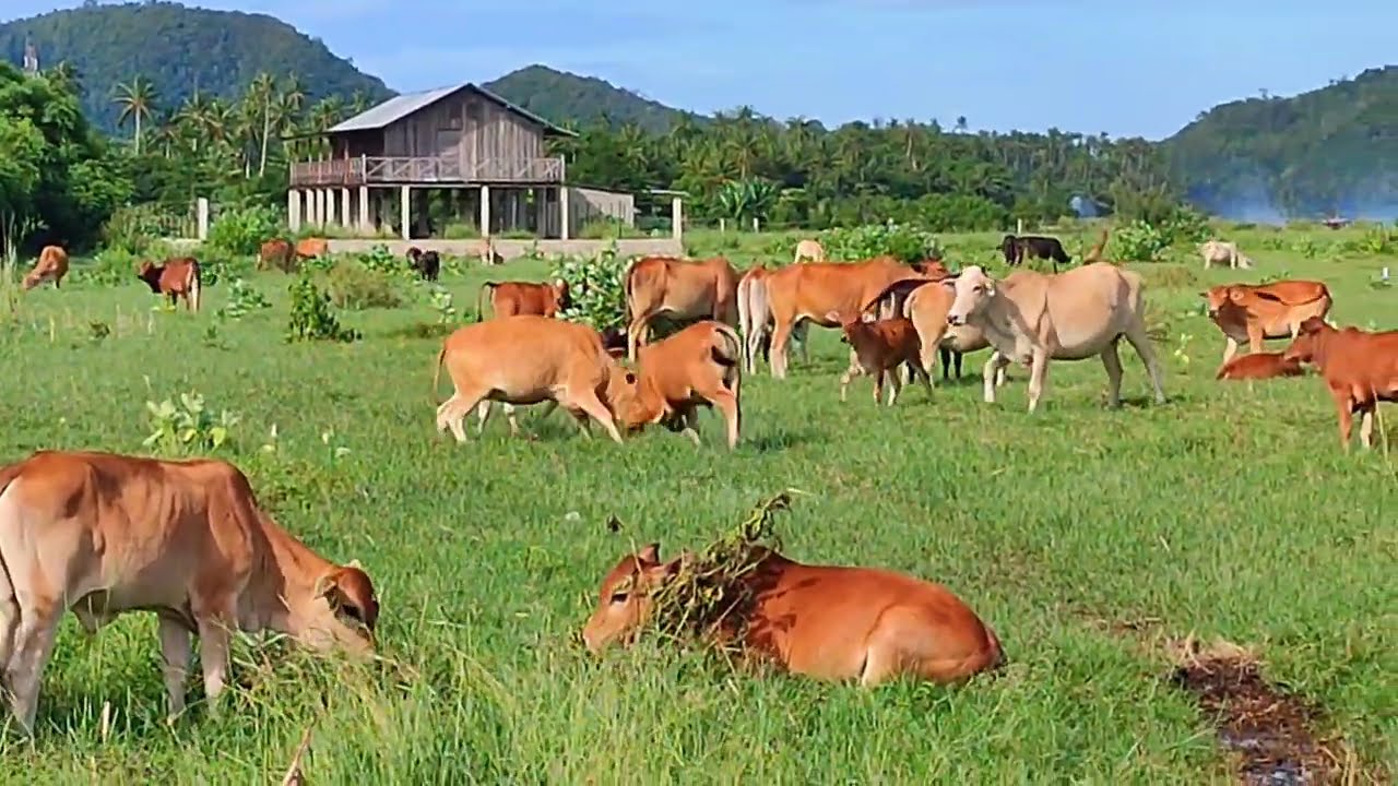 VIDEO SAPI TERNAK !!.. SUARA SAPI LEMBU DI LADANG BERMAIN KAWAN - YouTube