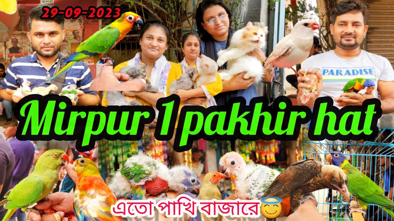 mirpur 1 pakhir hat | অনেক পাখি বাজারে 😇 | 29-09-2023 pakhir hat | Friday pakhir hat - YouTube