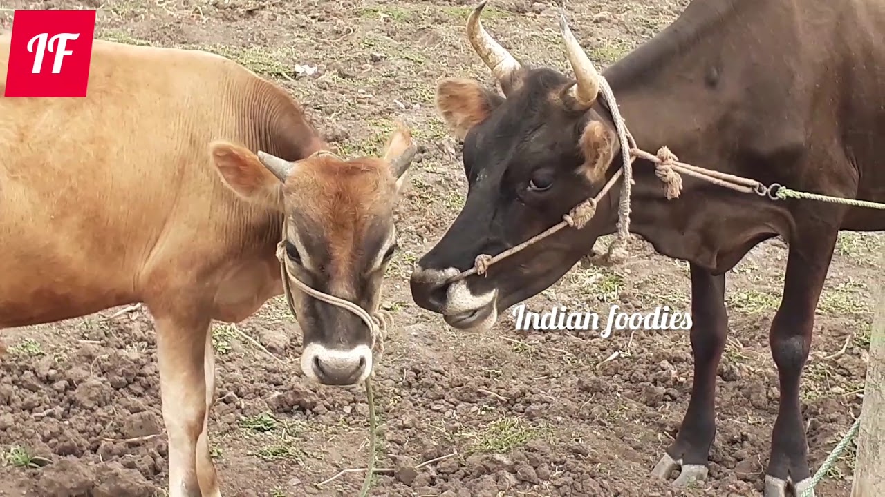 See Cow's Love and affection of Mother Cow and Child Cow - YouTube