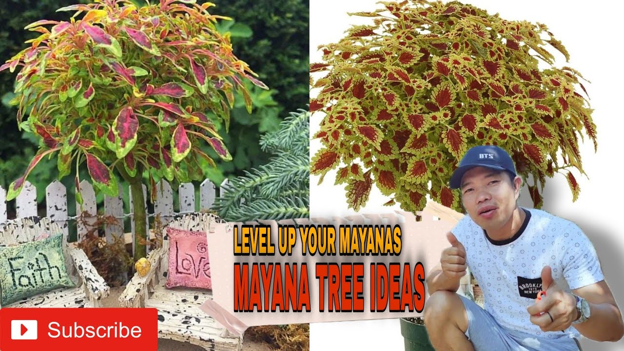 LEVEL UP YOUR MAYANA PLANT | Mayana Planting Ideas | Mayana Tree ...