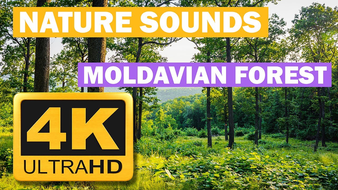 Nature Sounds | 4K Nature | Moldavian Forest | Codrii Moldovei - YouTube