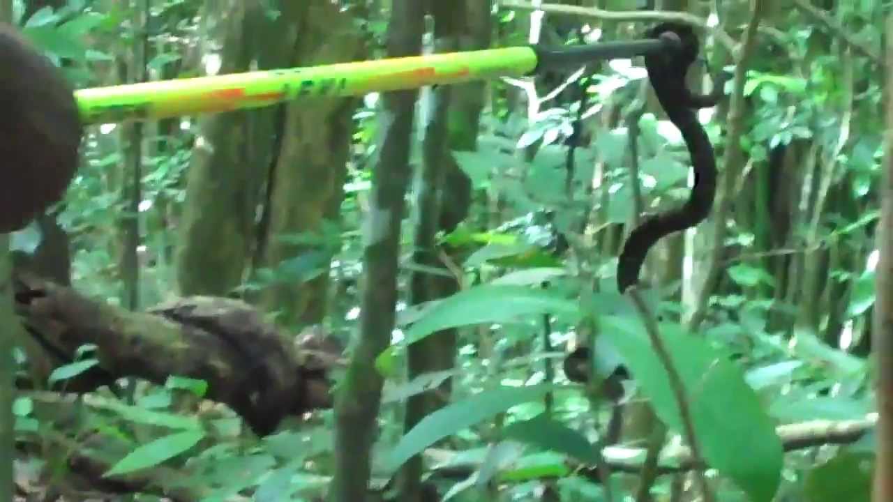 Mapepire balsain ,Bothrops atrox TTFNC. Trinidad & Tobago Field ...