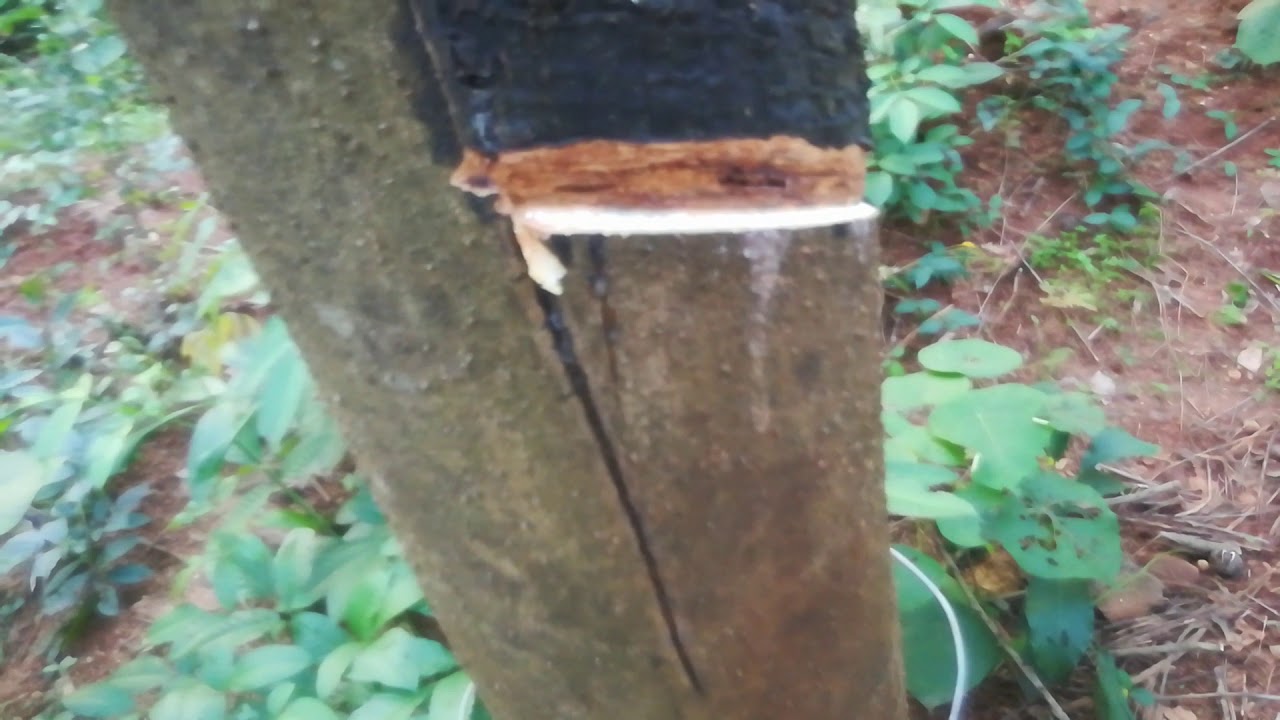 Rubber tapping @ work area - YouTube