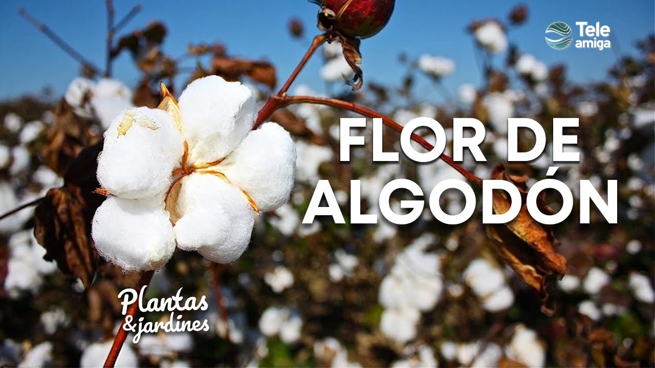 FLOR DE ALGODON en Plantas y Jardines - Teleamiga - YouTube