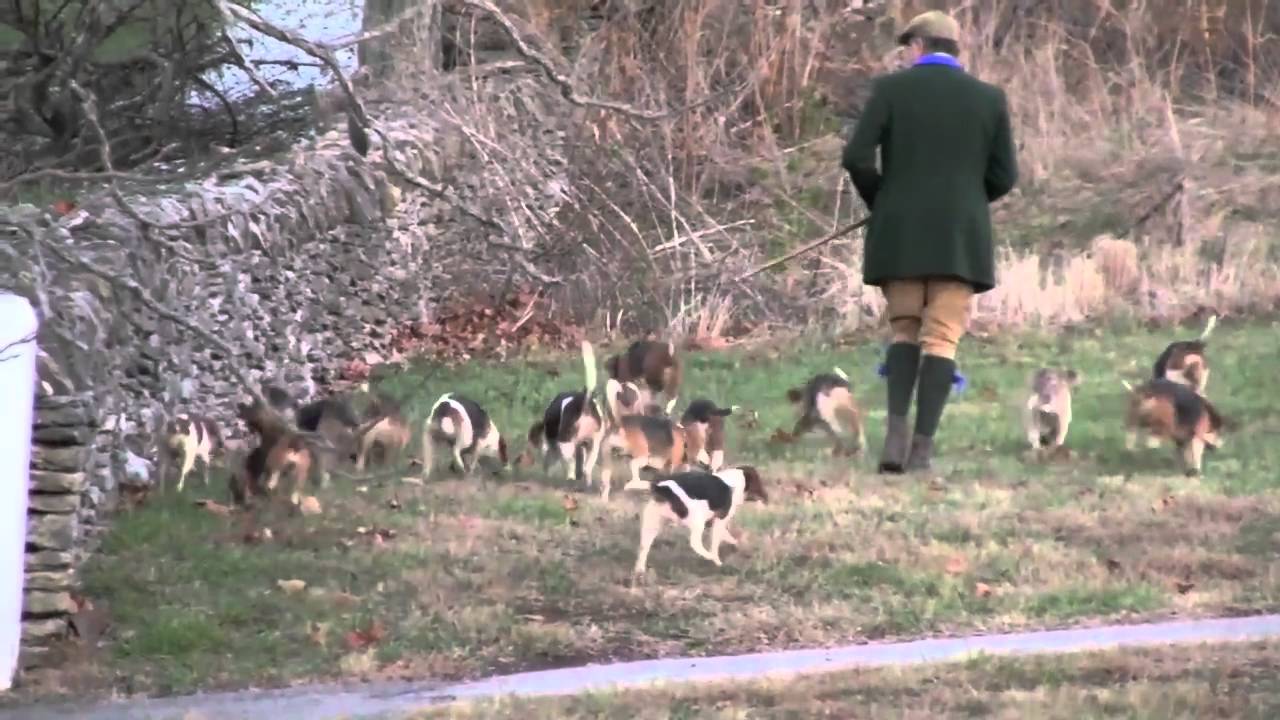 CCB beagling 11-26-10 - YouTube