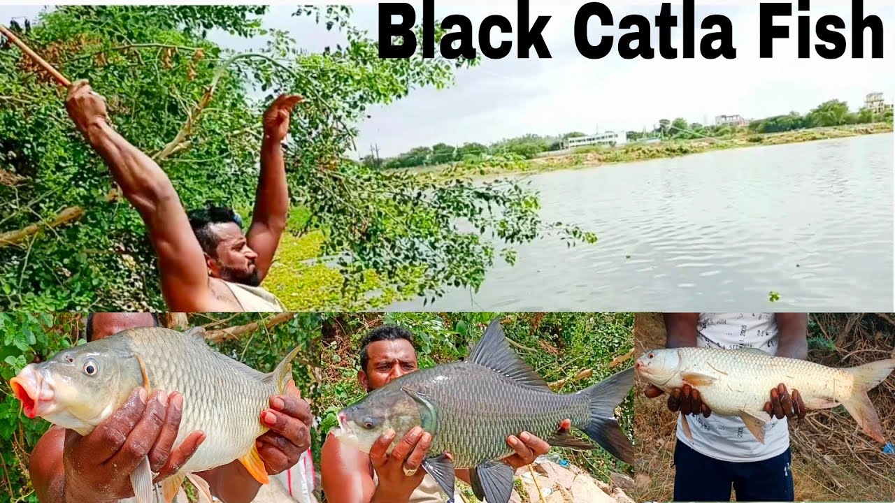 Fish Hunting Big Catla Fish Gold Fish carp fish Fishes awesom Catching ...