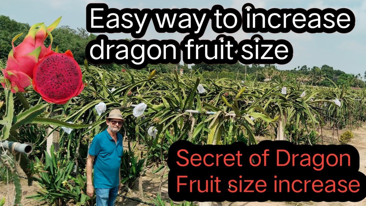 Easy way to increase dragon fruit size | Dr. Dawn Dragon Tonic | secret ...