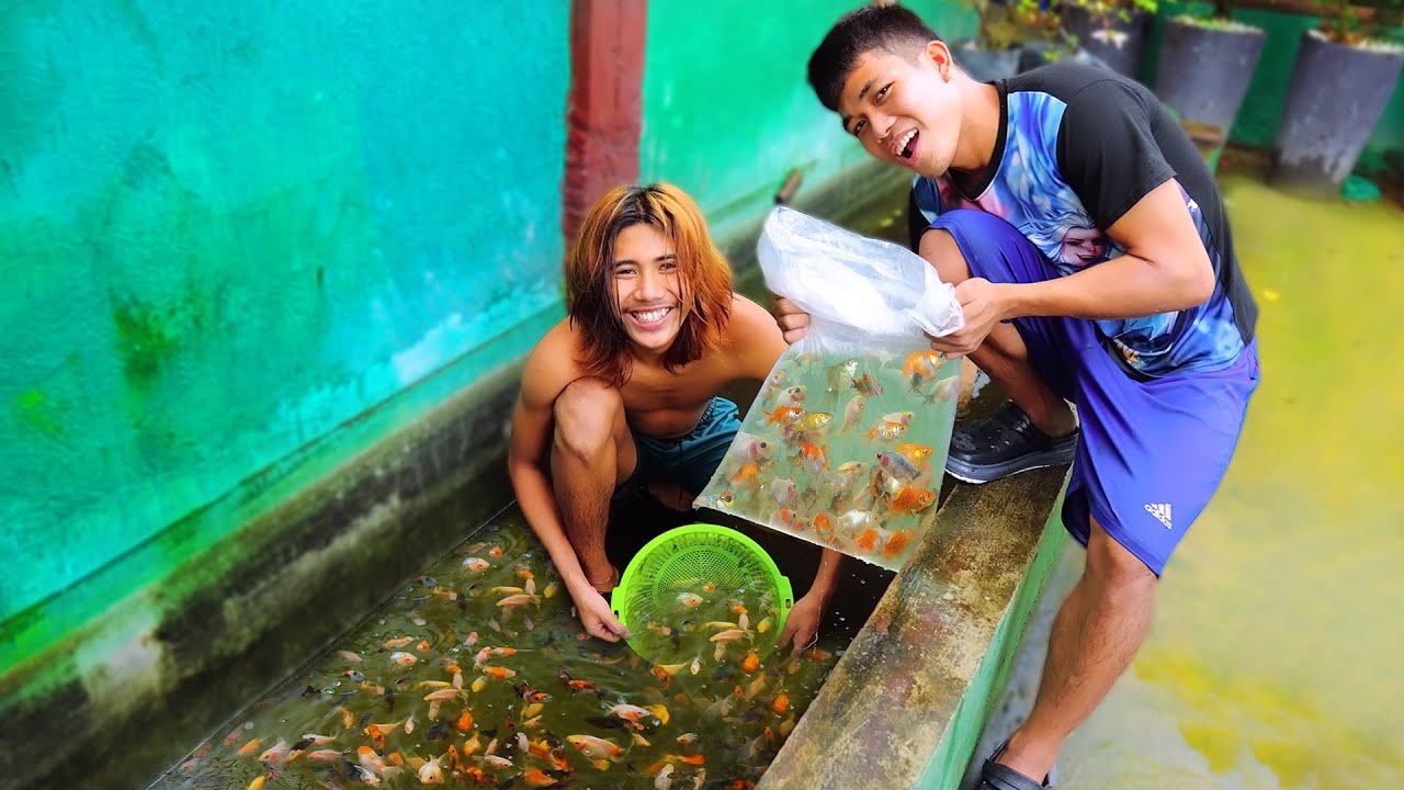 Fish farming is a growing industry in the world, Secret to a successful ...