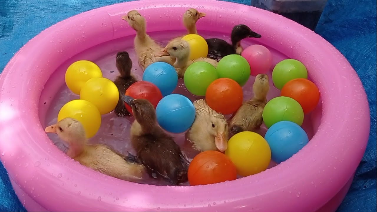 keseruan memandikan itik dipagi hari di kolam bola warna warni - YouTube