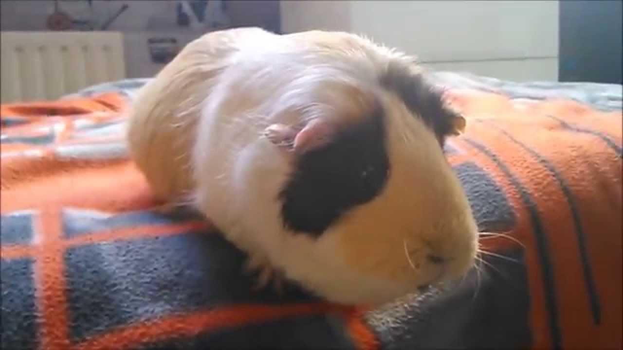 Tac, cochon d'inde intelligent ! - YouTube