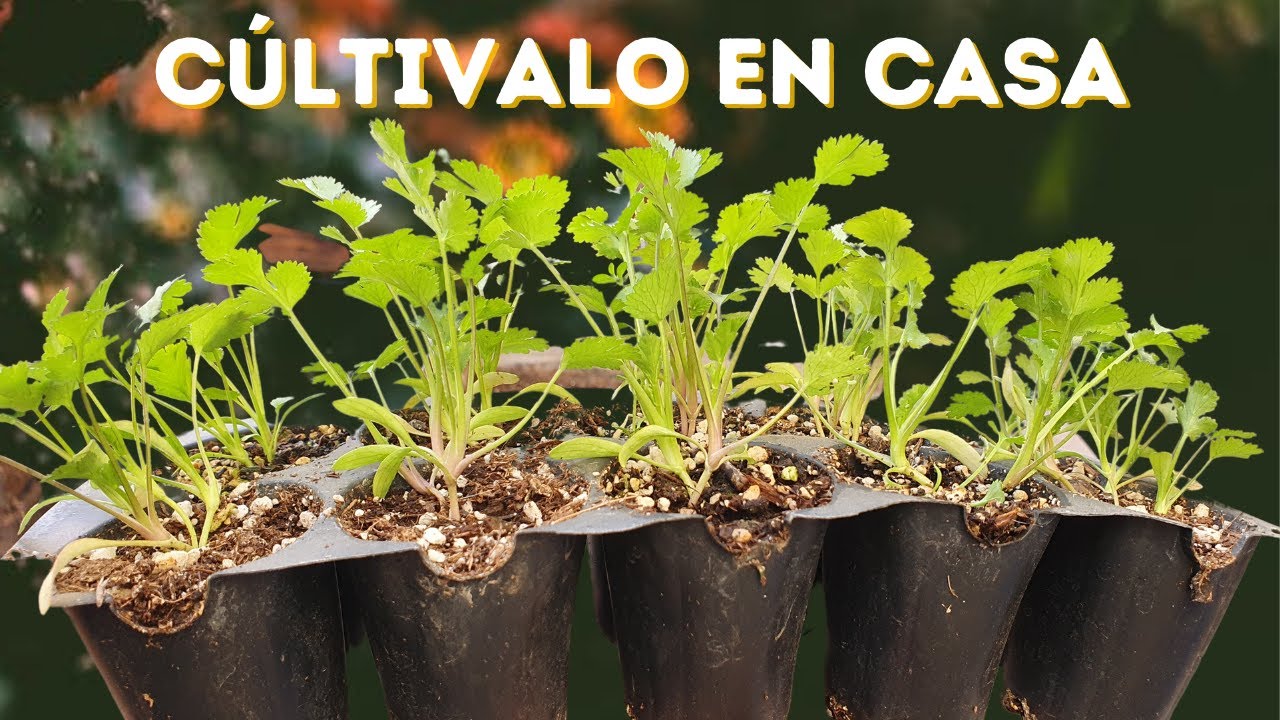 Cultivo de CILANTRO orgánico en casa/con poco espacio - YouTube