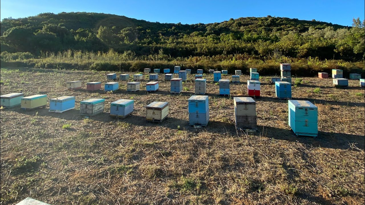Ερείκης - Κισσός 2024 #bee #μελισσοκομια #honey #beekeeping #fyp # ...
