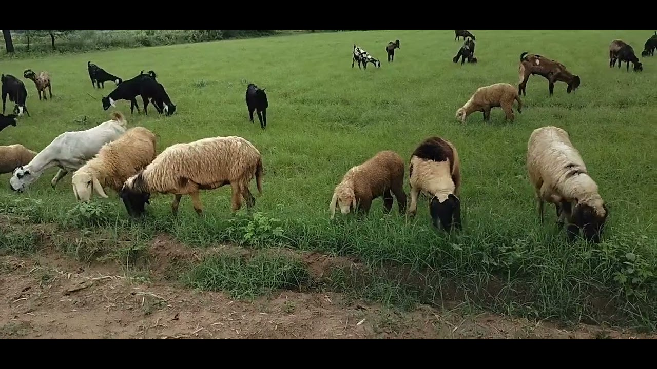#goats and #sheep lover's playing chirping mind satisfaction videos ...