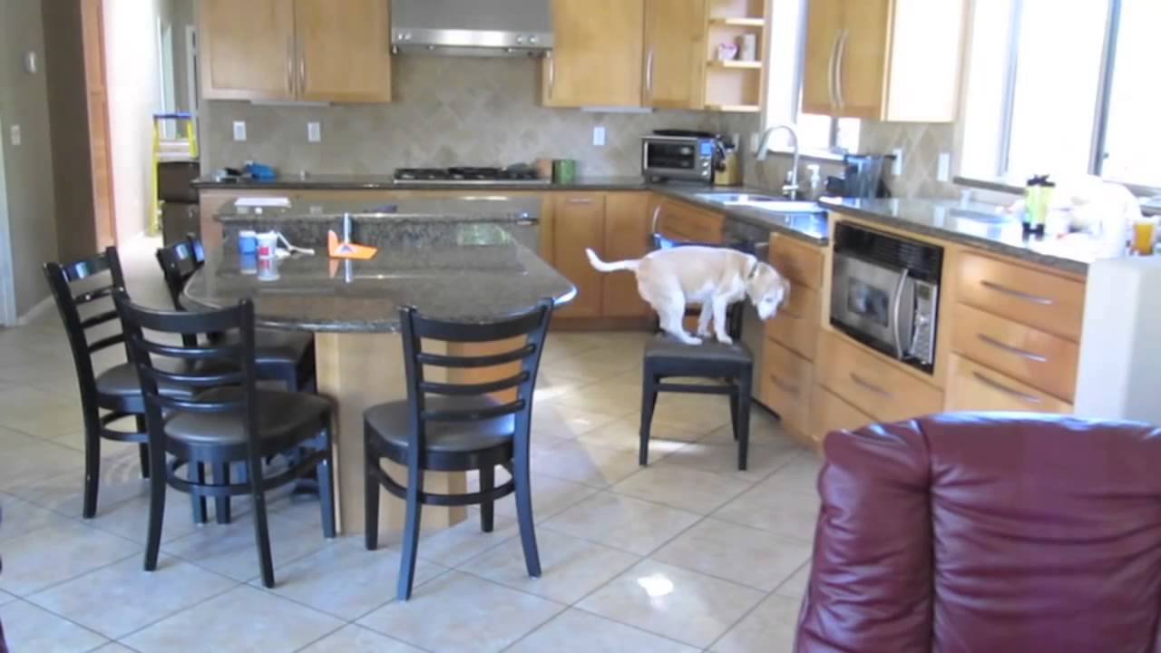 Sneaky Beagle Is So Brilliant, And Get Gaught On Camera! - YouTube