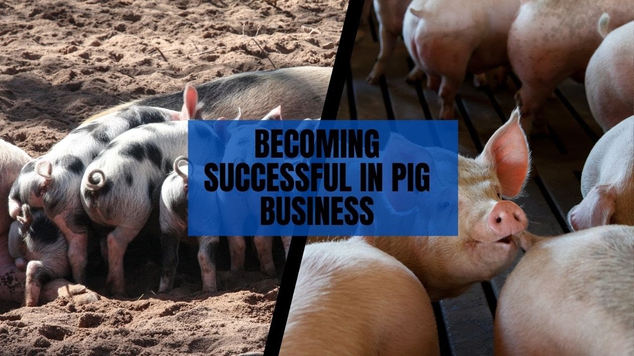How To Become Successful In Piggery Business - YouTube