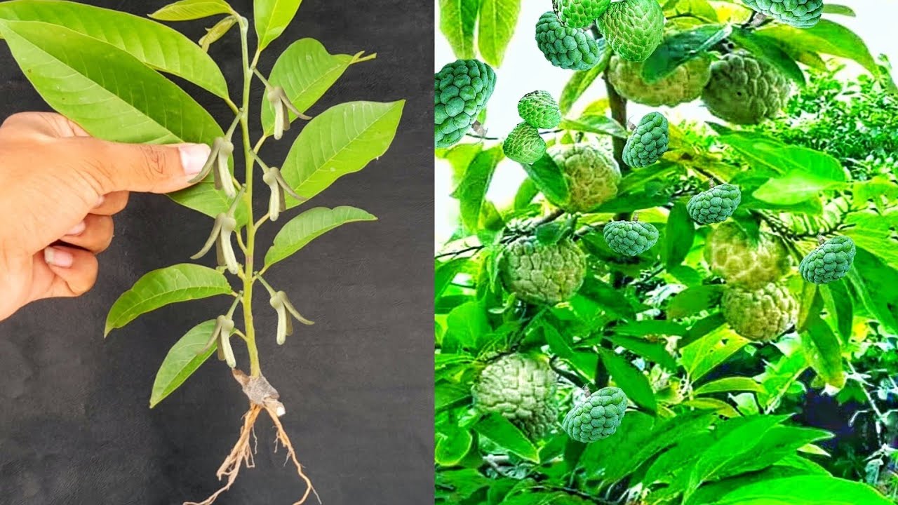 How To Grow Sugar Apple Tree Use Aloe Vera | Best Method Grafting Custard Apple Tree Use Aloe ...